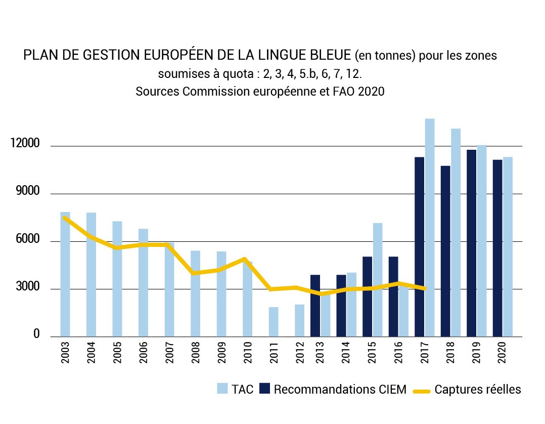 Lingue bleue | Guide des espèces