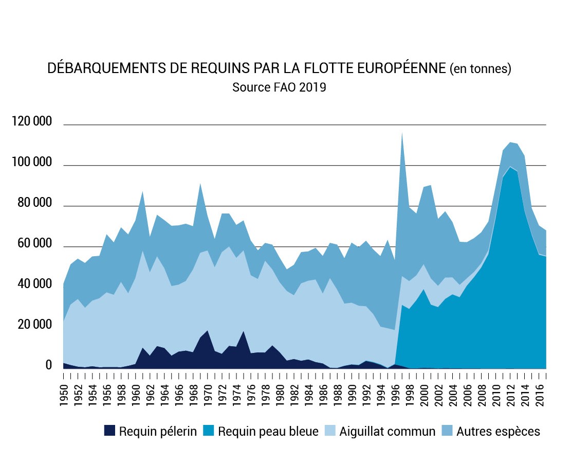 Requin | Guide des espèces
