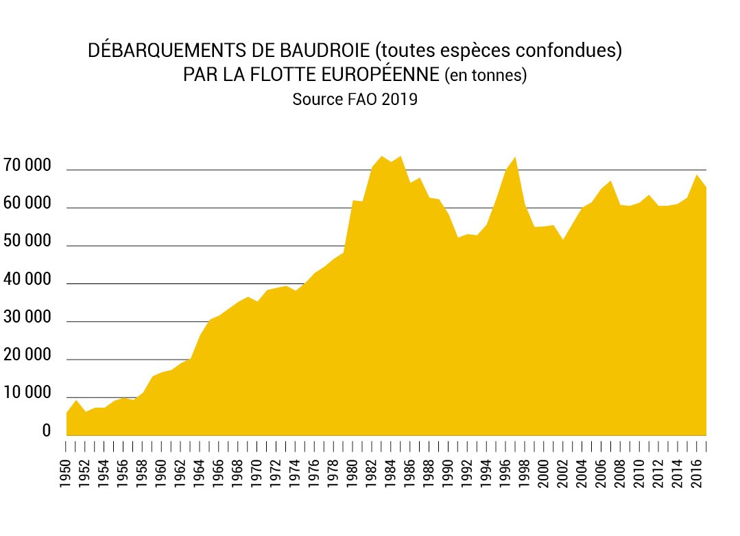 Baudroie (lotte) | Guide des espèces