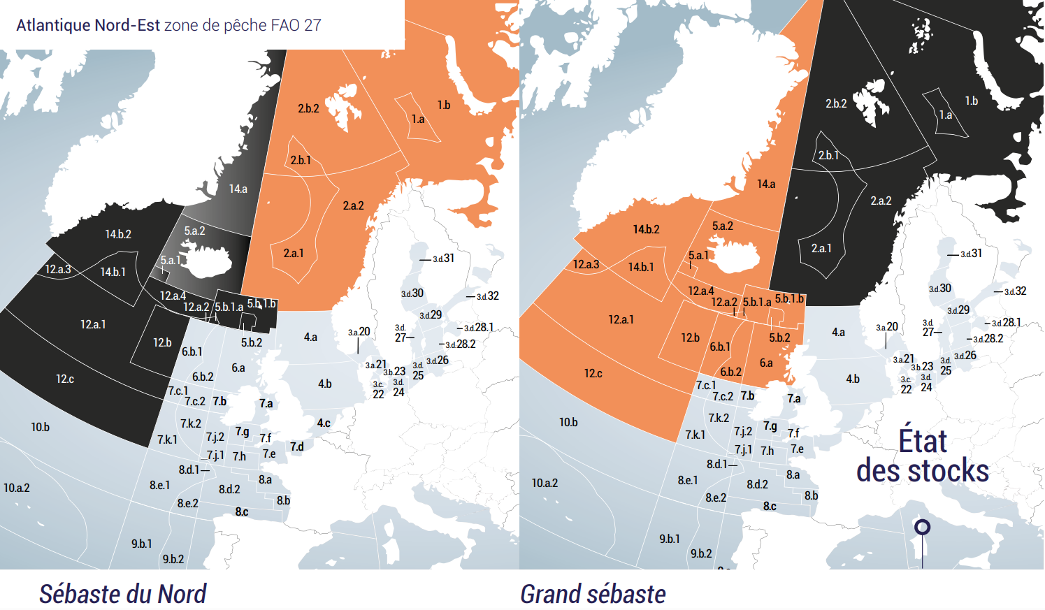Sébaste | Guide des espèces
