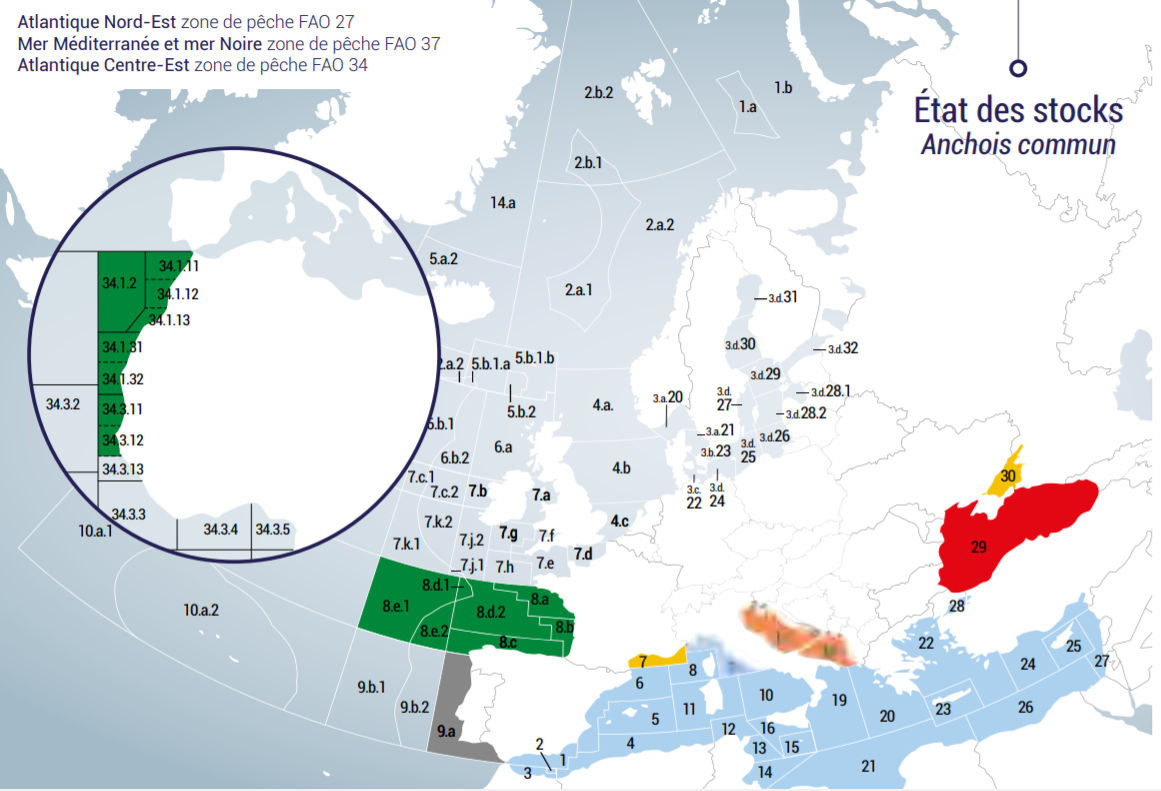 Anchois | Guide des espèces