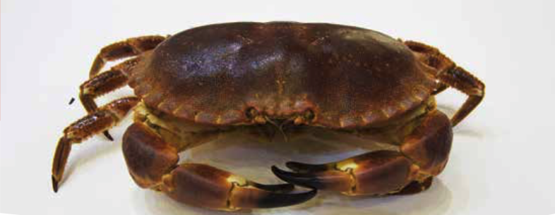 Tourteau | Guide des espèces