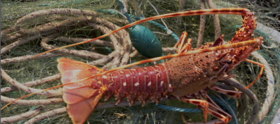 Langouste | Guide des espèces