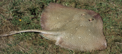 Raie | Guide des espèces