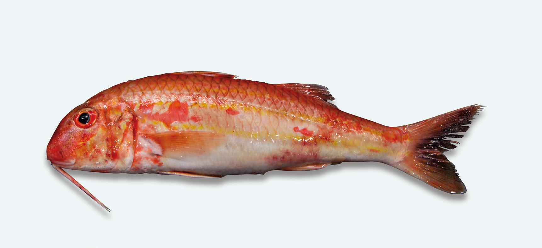 Zeebarbeel | Zeevruchten gids