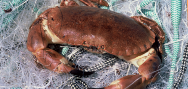 Tourteau | Guide des espèces