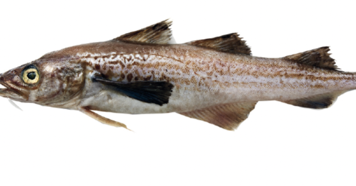 Colin d'Alaska | Guide des espèces