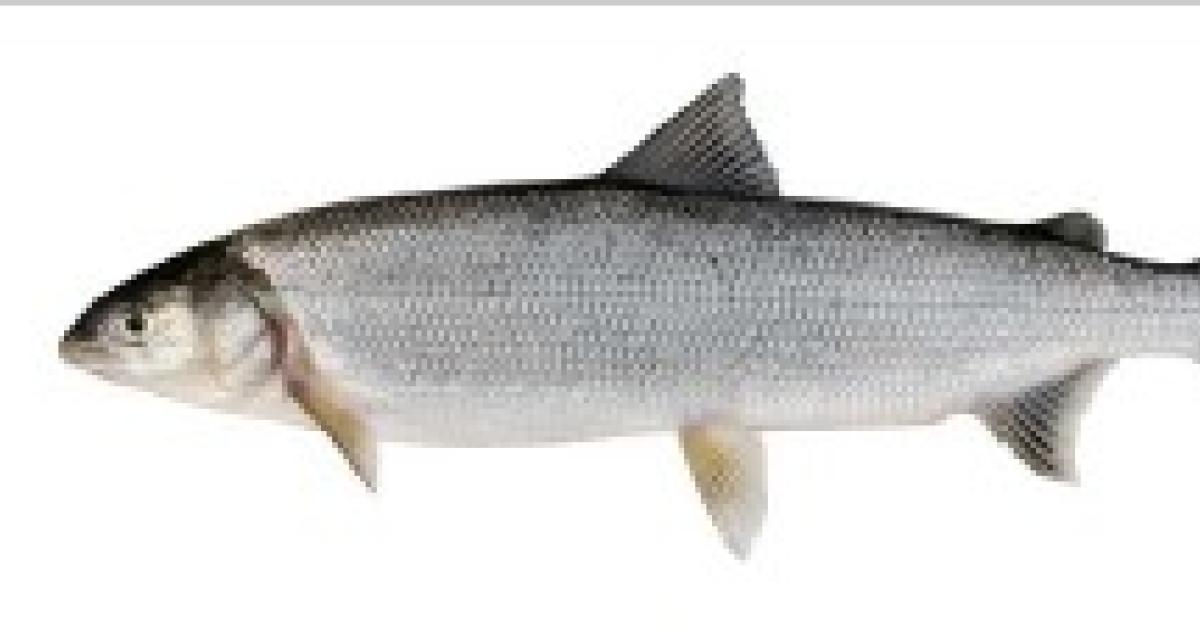 Omble chevalier | Guide des espèces