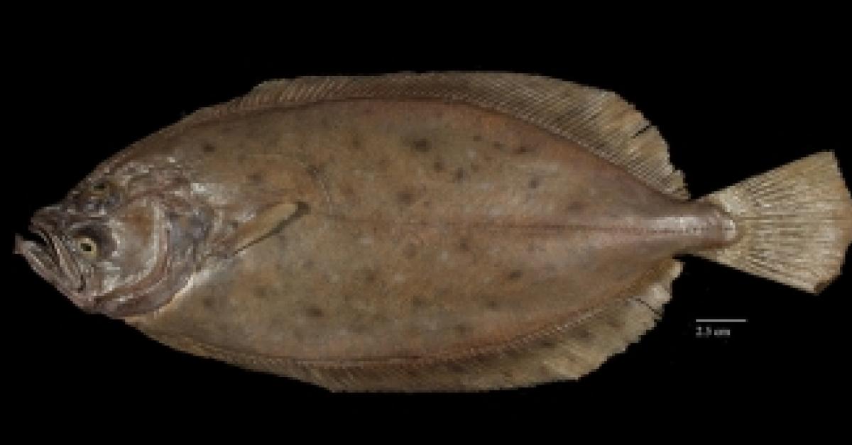 Cardine franche | Guide des espèces