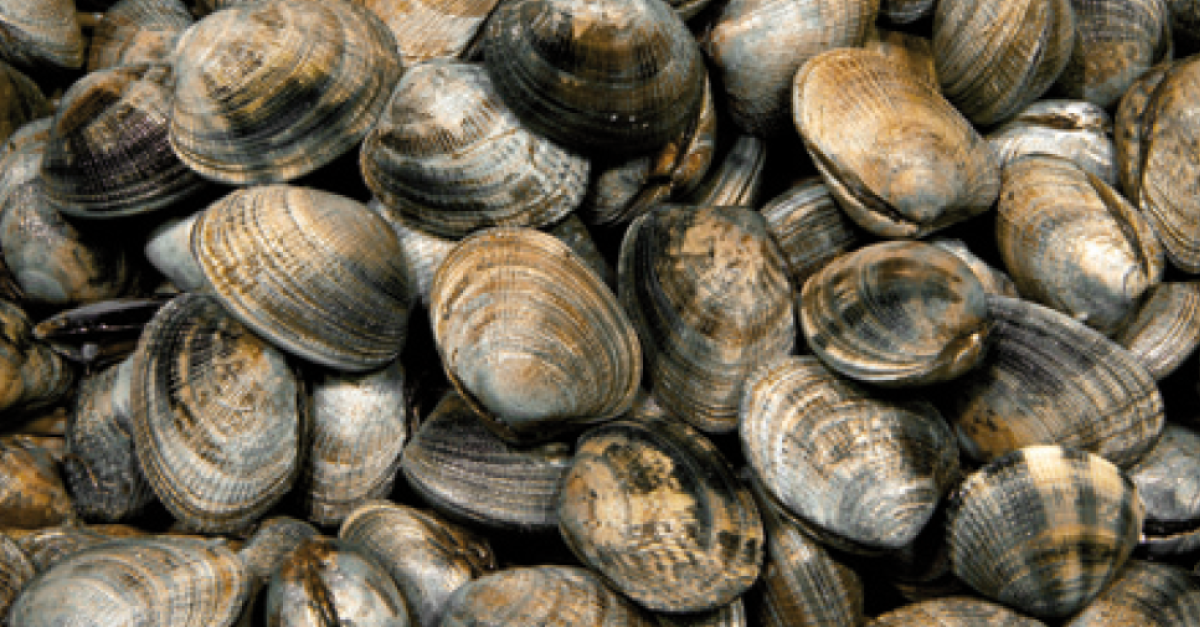 Palourde | Guide des espèces