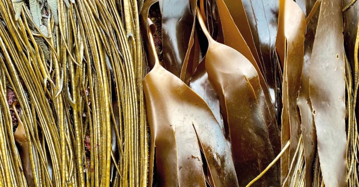 Algues | Guide des espèces