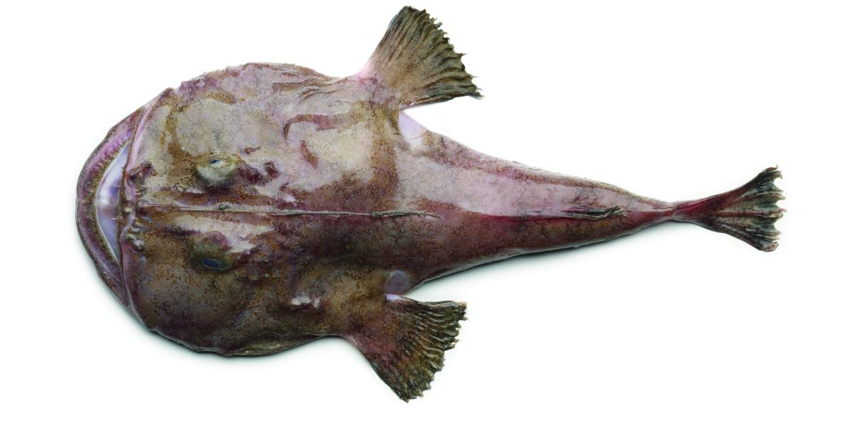 Baudroie (lotte) | Guide des espèces