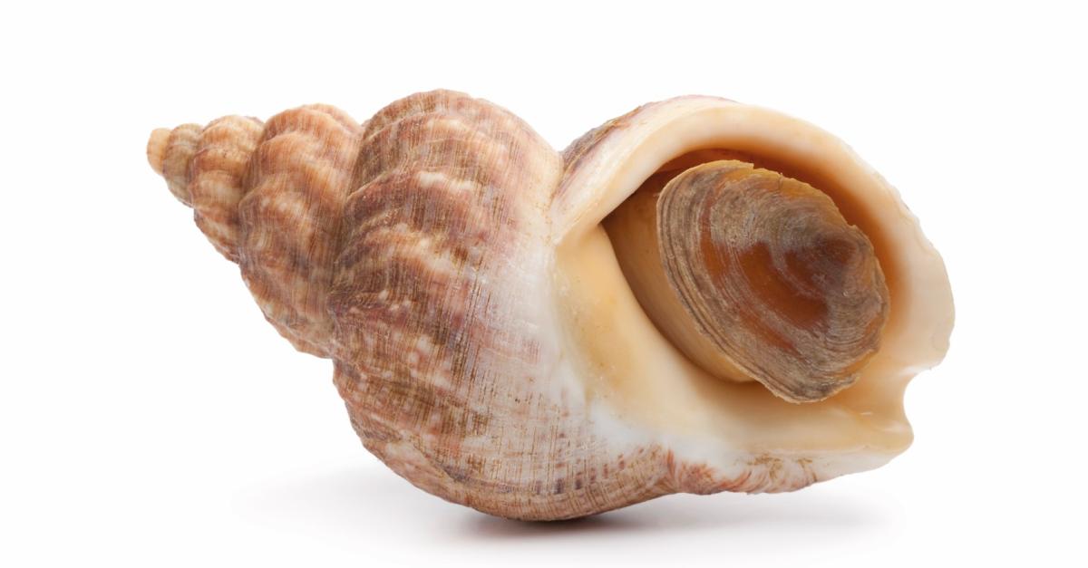 Bulot | Guide des espèces