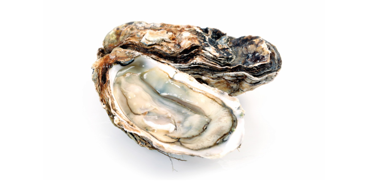 Huître | Guide des espèces