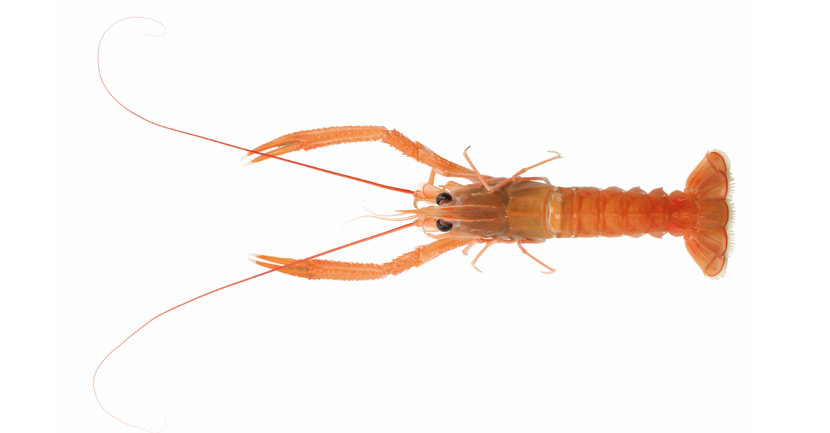 Langoustine | Guide des espèces