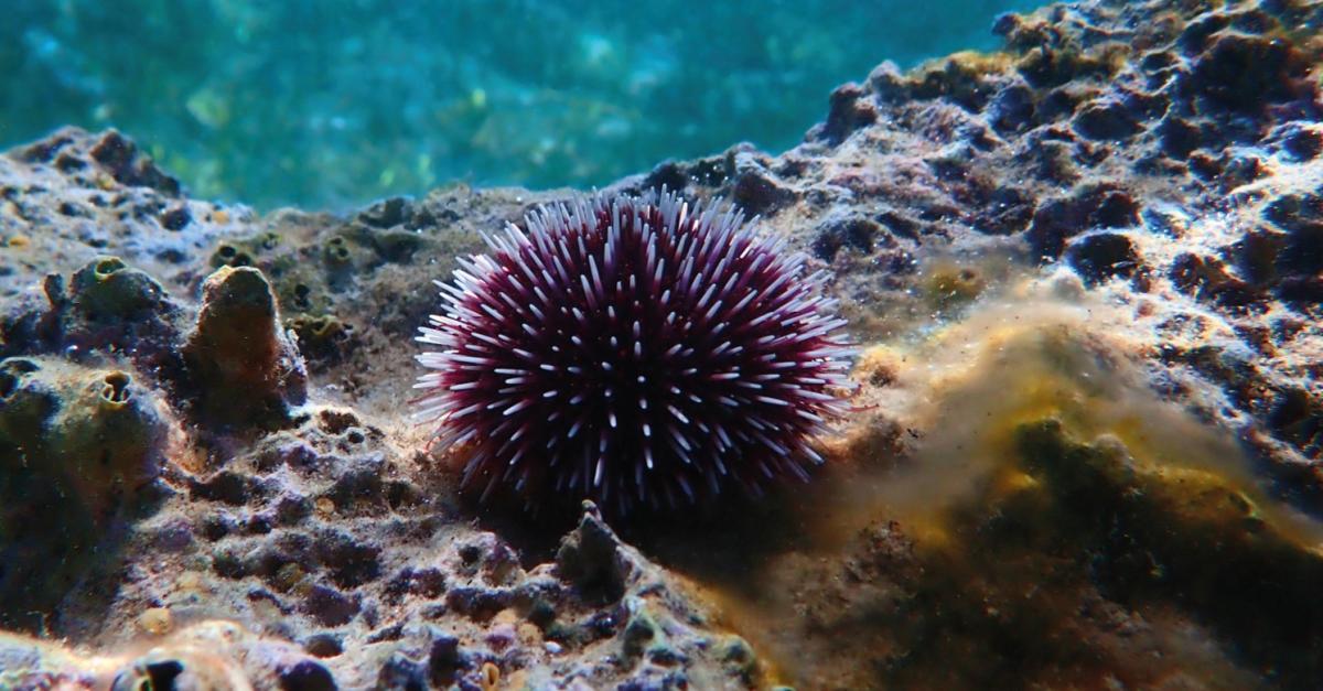 Oursins | Guide des espèces