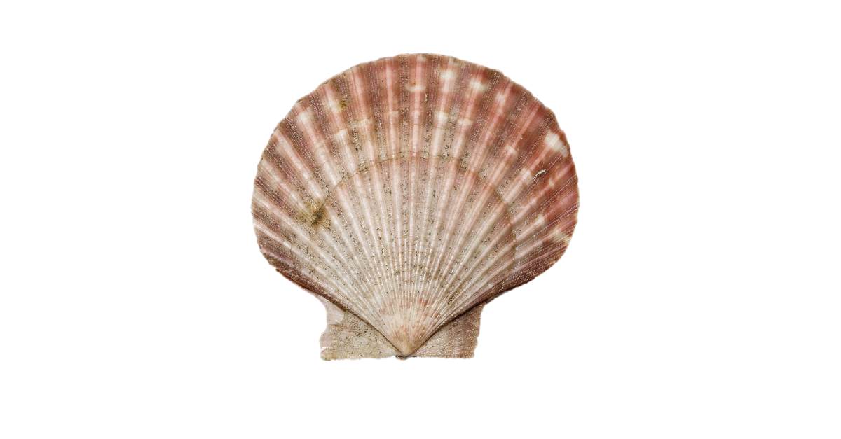 Pétoncle blanc - Vanneau | Guide des espèces