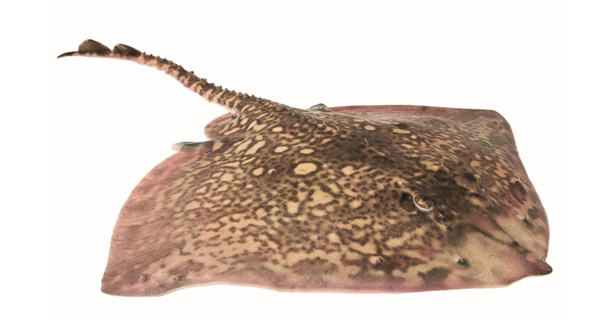 Raie | Guide des espèces