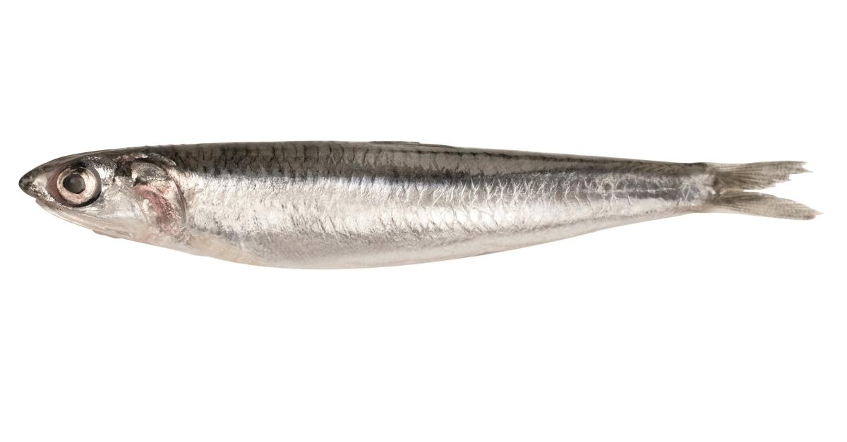 Anchois | Guide des espèces