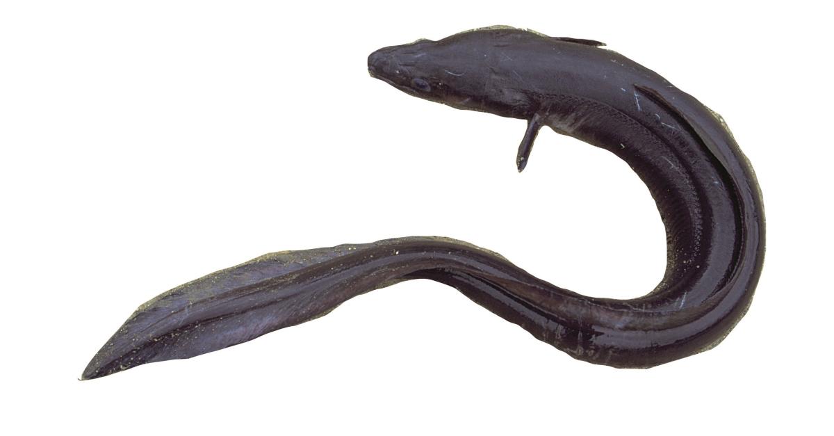 Congre | Guide des espèces