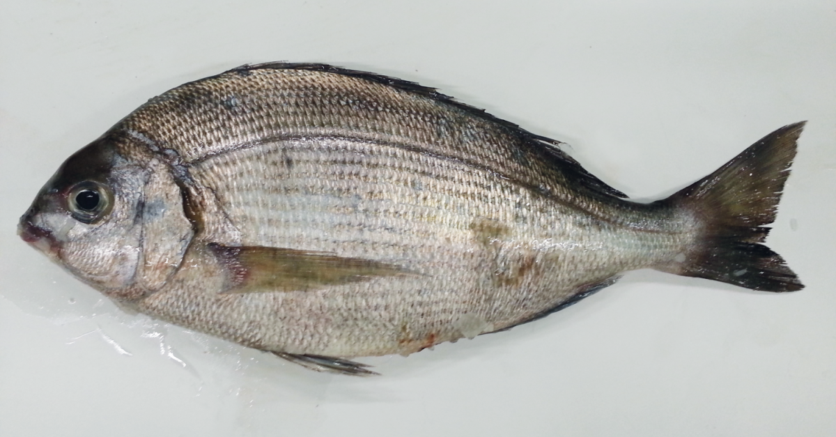 Dorade et Daurade | Guide des espèces