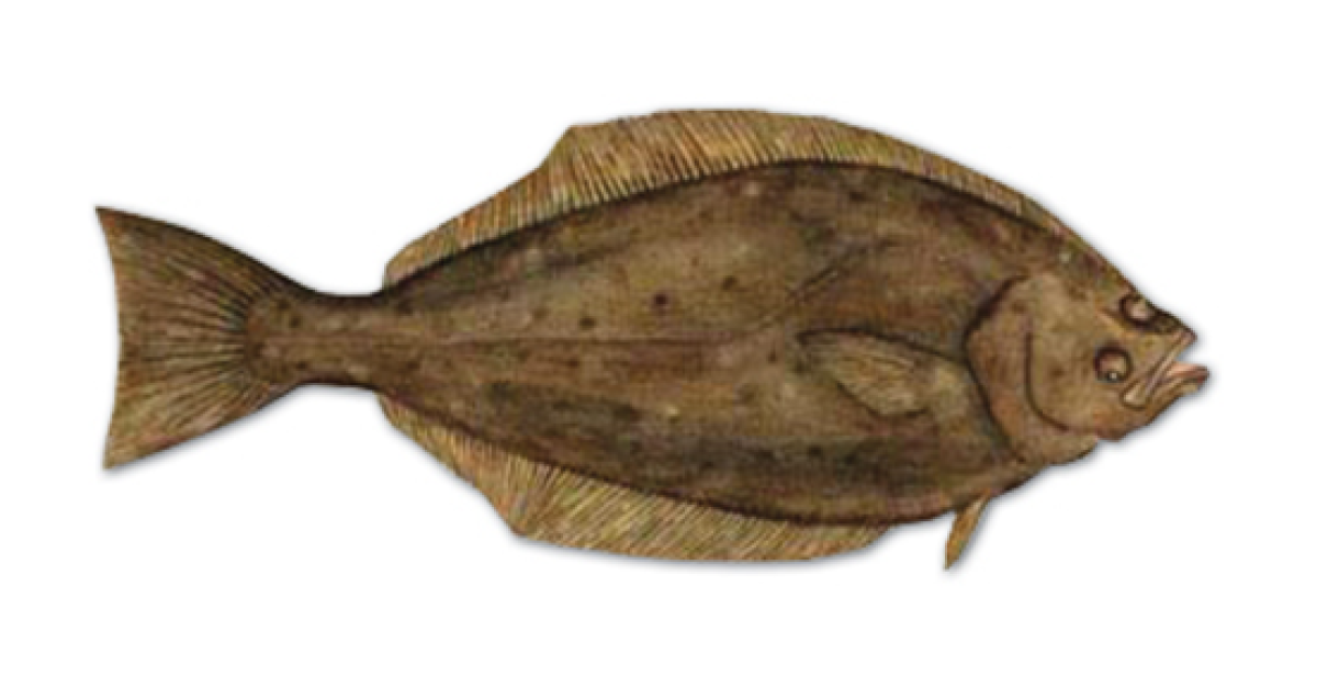 Flétan de l’Atlantique | Guide des espèces