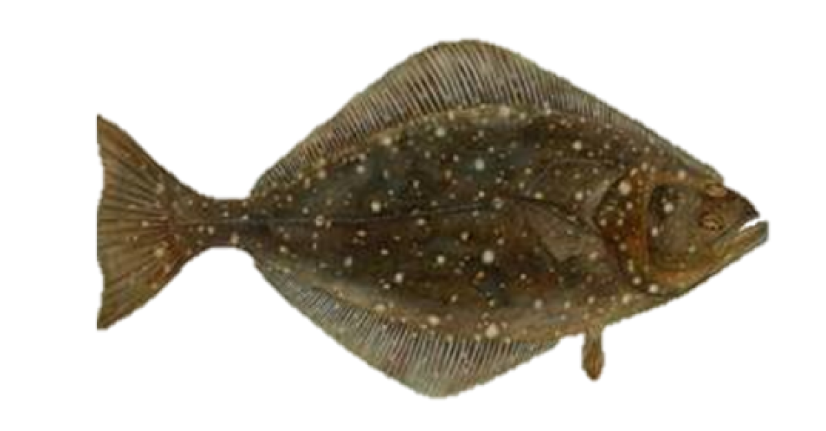 Flétan du Pacifique | Guide des espèces