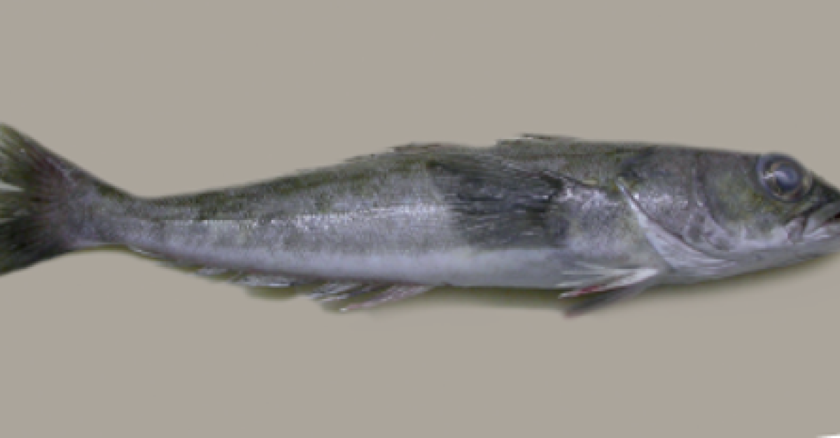 Légine australe | Guide des espèces