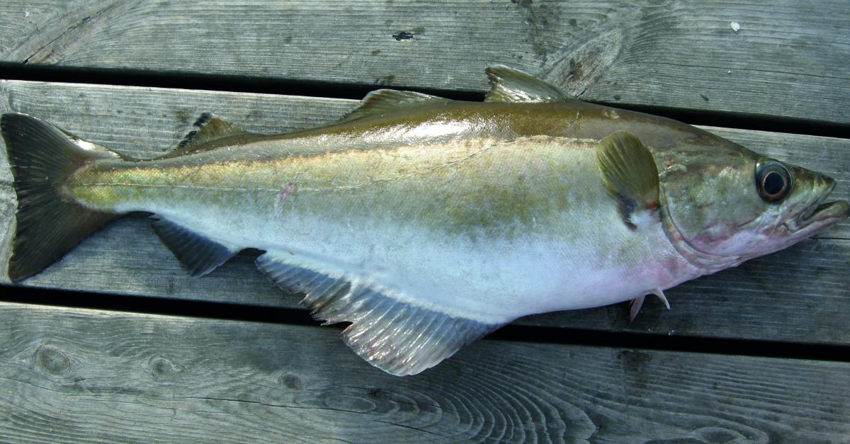 Lieu jaune | Guide des espèces