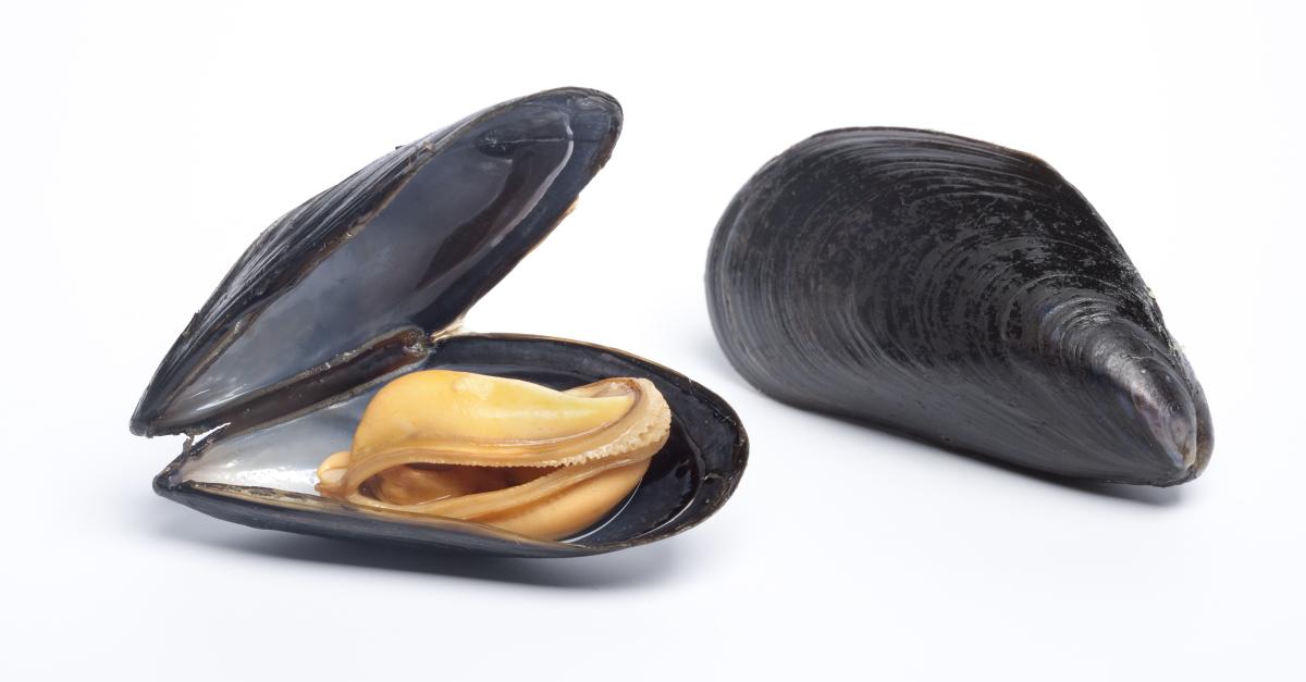 Moule | Guide des espèces