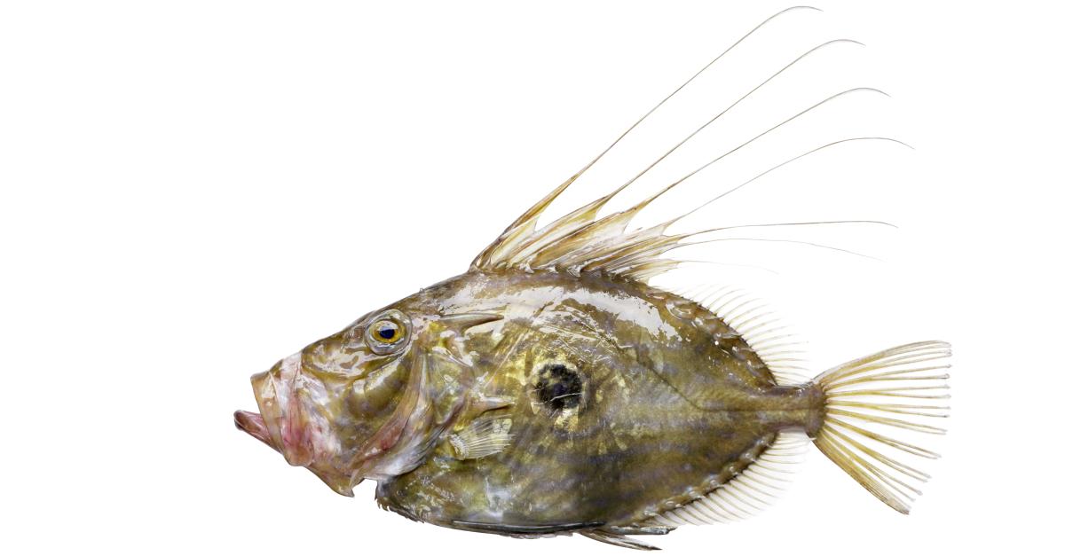 Saint-Pierre | Guide des espèces