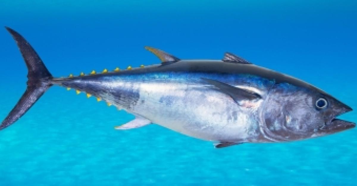 Thon rouge | Guide des espèces