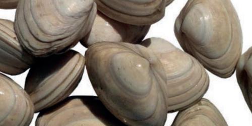 Spisule | Guide des espèces