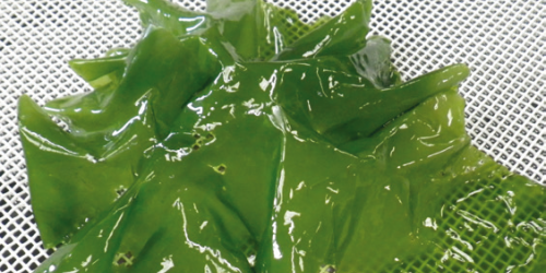 Laitue de mer | Guide des espèces