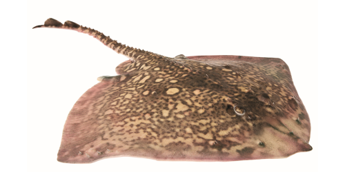 Raie | Guide des espèces